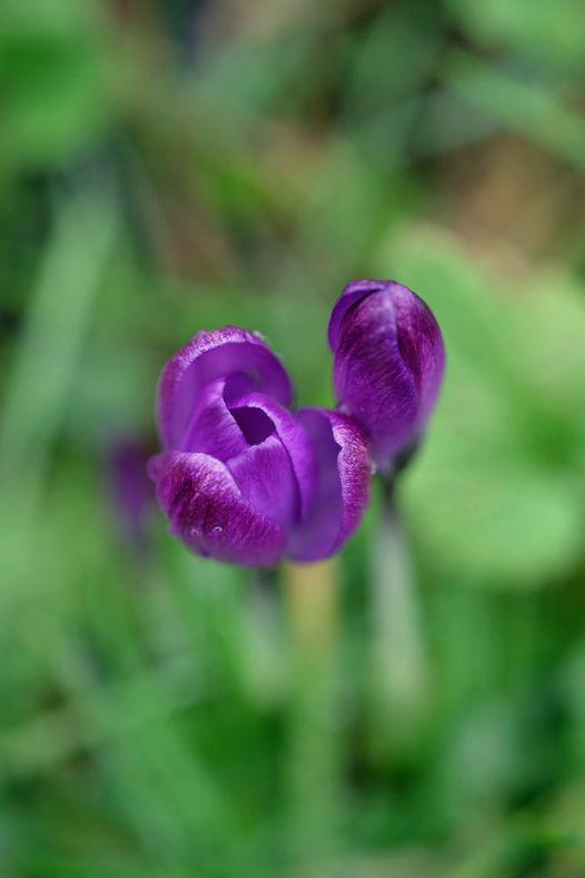 Rotary Club of Westbury - welcome.