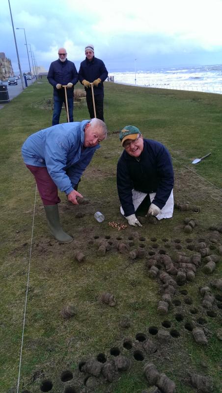 Crocus bulb planting - Rotary District