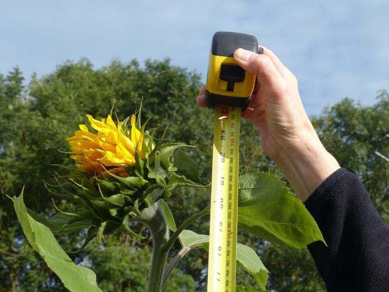 Tallest Sunflower grown competition - Rotary District