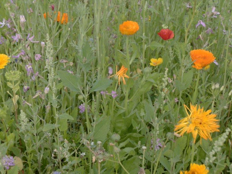 Tenby Rotarians enjoy visit to Stackpole Walled Gardens - Rotary District